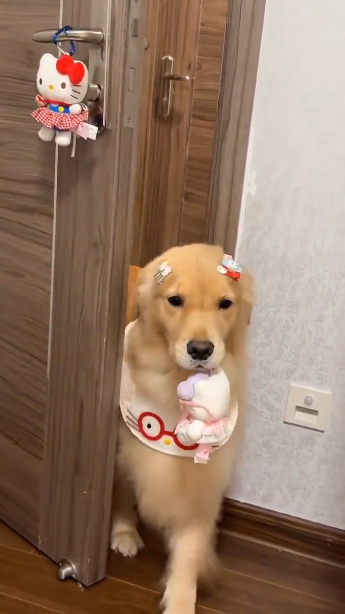 princess 🎀 by dogs so cute that could save the world | 24vids